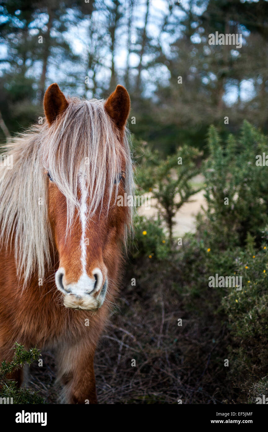 The New Forest pony is one of the recognised mountain and moorland or ...