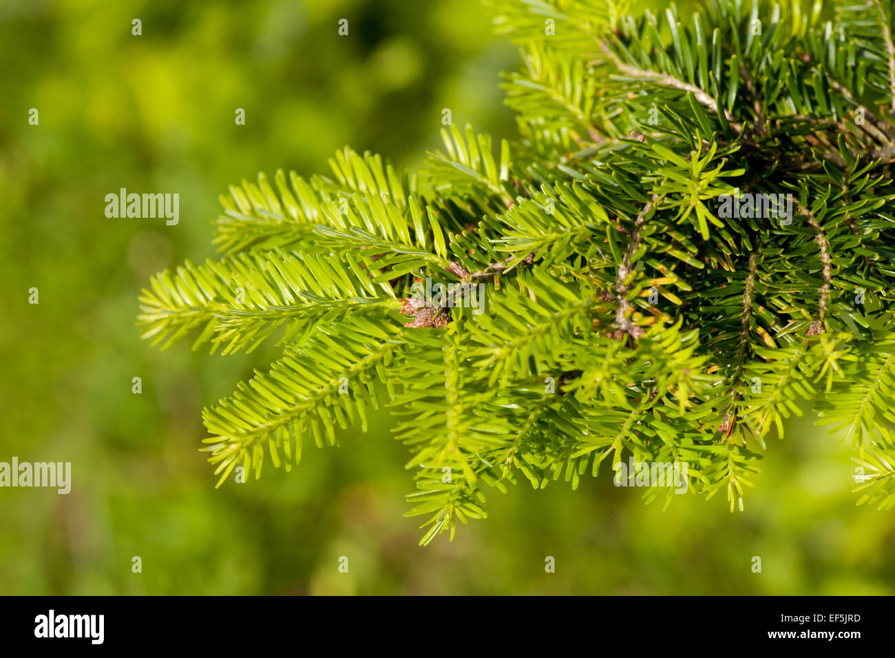 New green shoots hi-res stock photography and images - Alamy