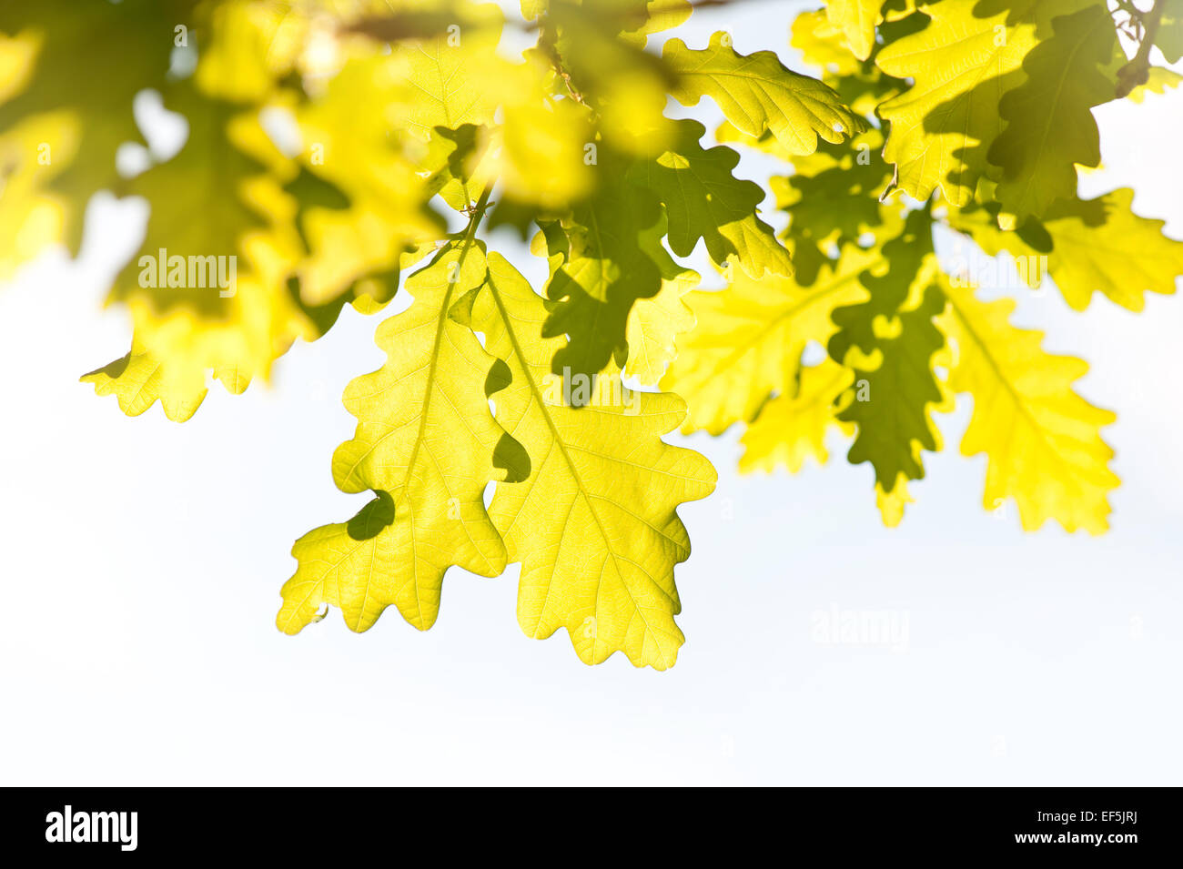 Bunch of bright vibrant green oak leaves Stock Photo - Alamy