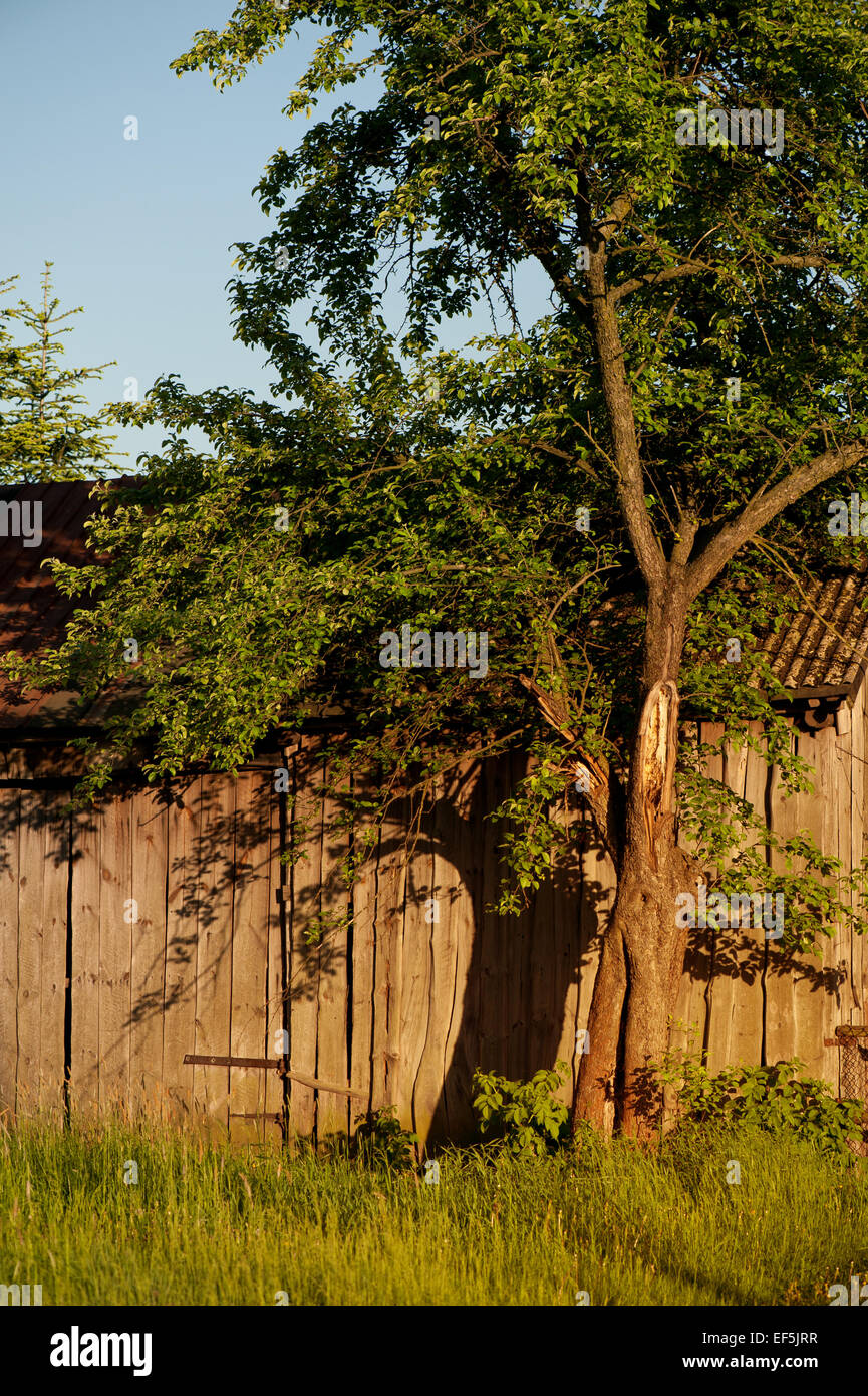 Dilapidated old wooden shack tree shadow Stock Photo - Alamy