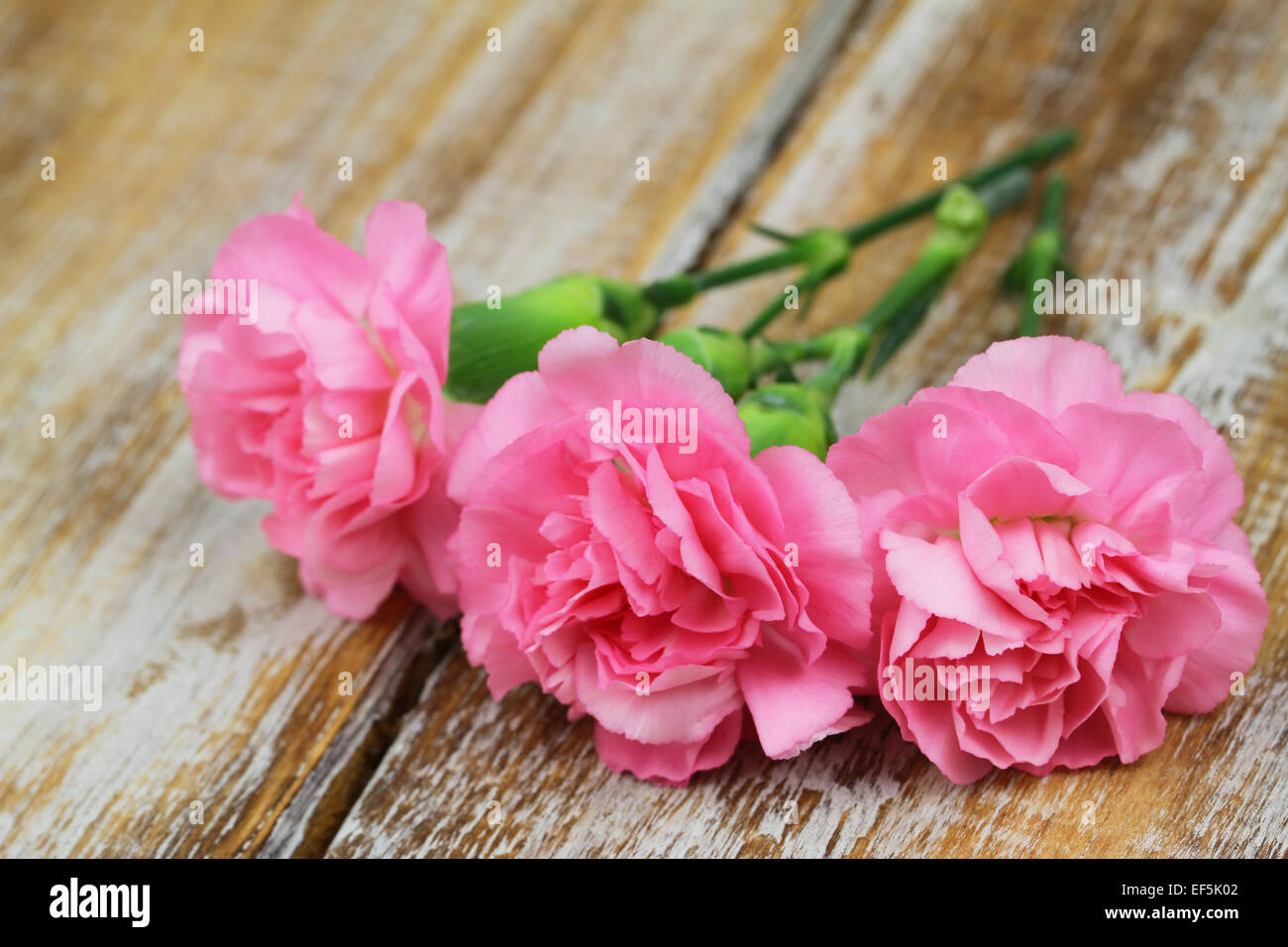 Three pink carnation flowers hi-res stock photography and images - Alamy