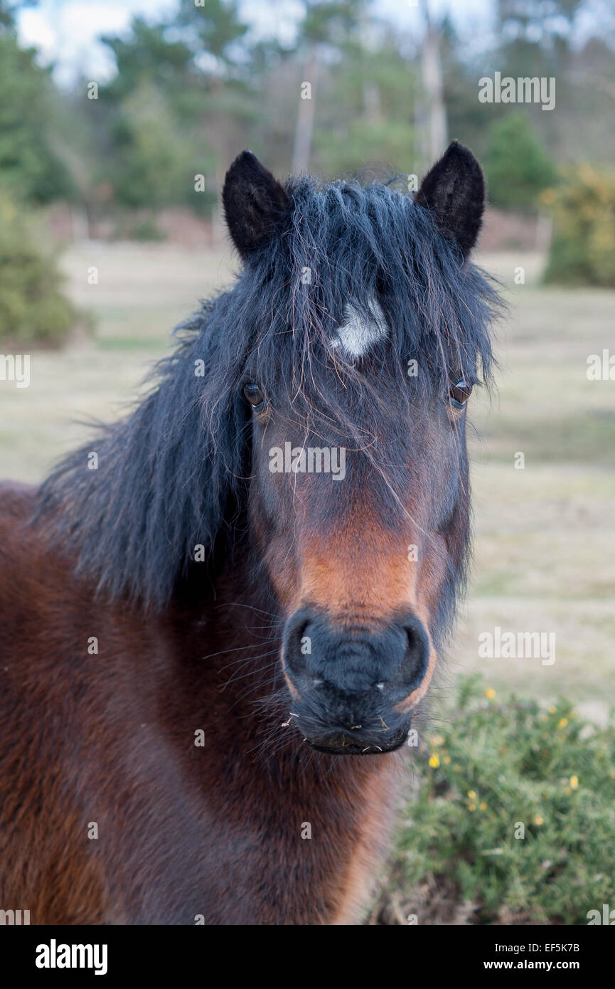 The New Forest pony is one of the recognised mountain and moorland or ...