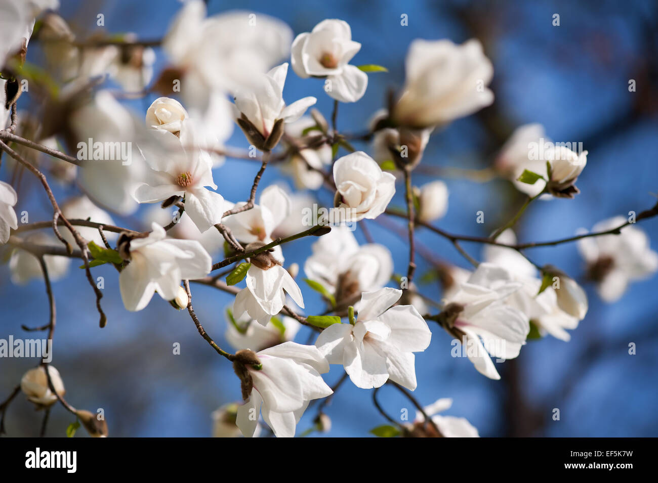 Magnolias blossom hi-res stock photography and images - Alamy