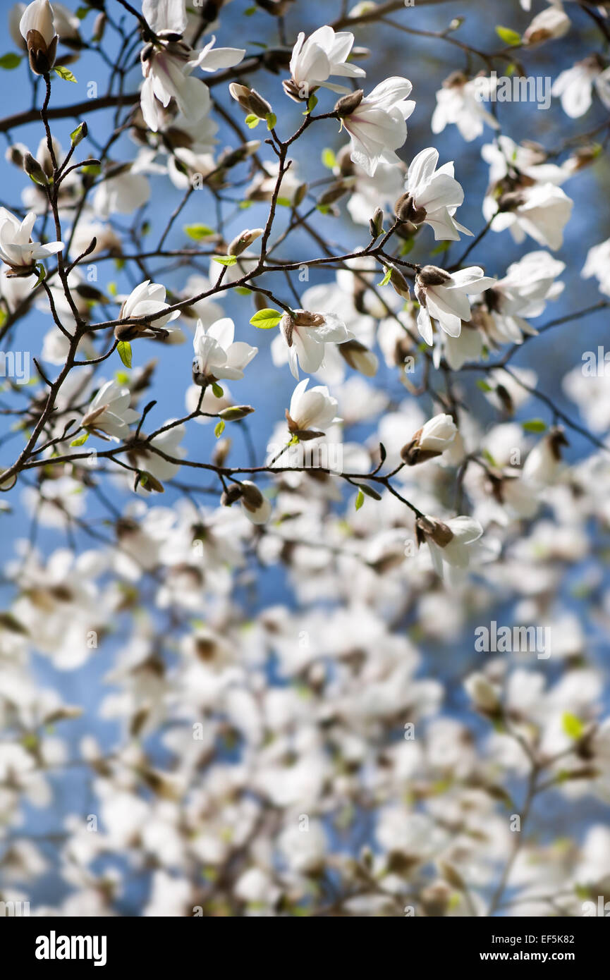 White Magnolia spring bloom flowers bunch Stock Photo - Alamy