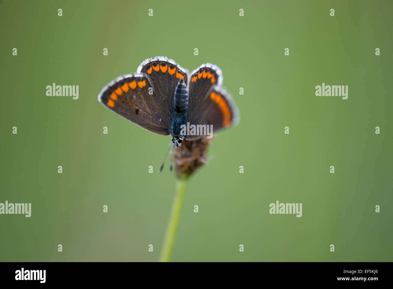 A photo of a Brown Argus Butterfly Stock Photo - Alamy