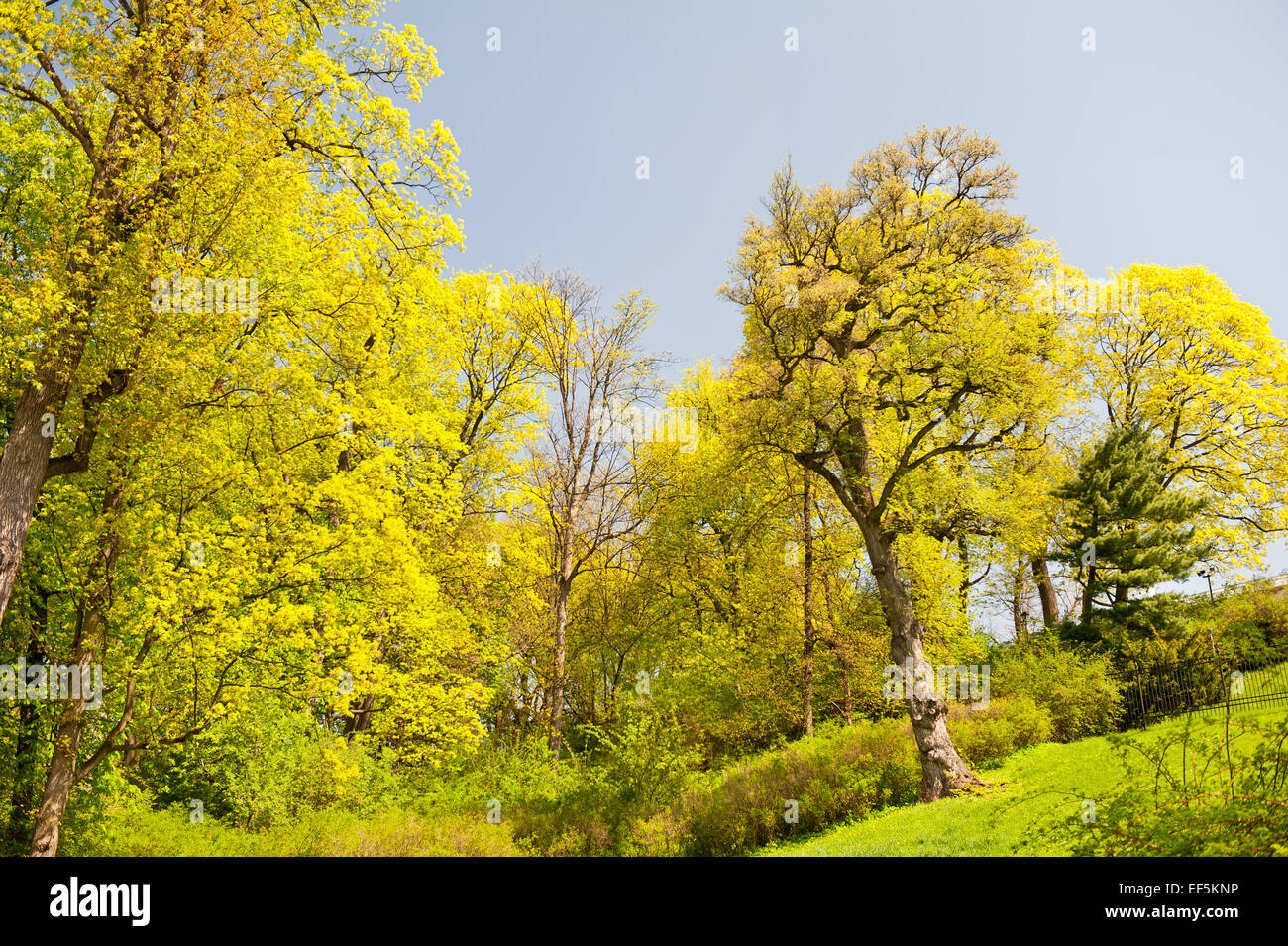 Green spring trees foliage vibrant nature view Stock Photo - Alamy