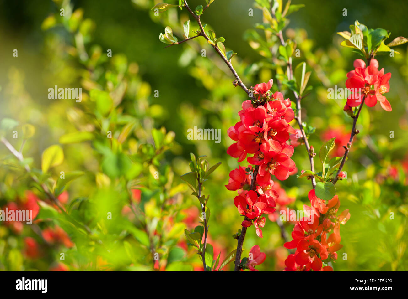 Chaenomeles red blooming shrub Stock Photo - Alamy