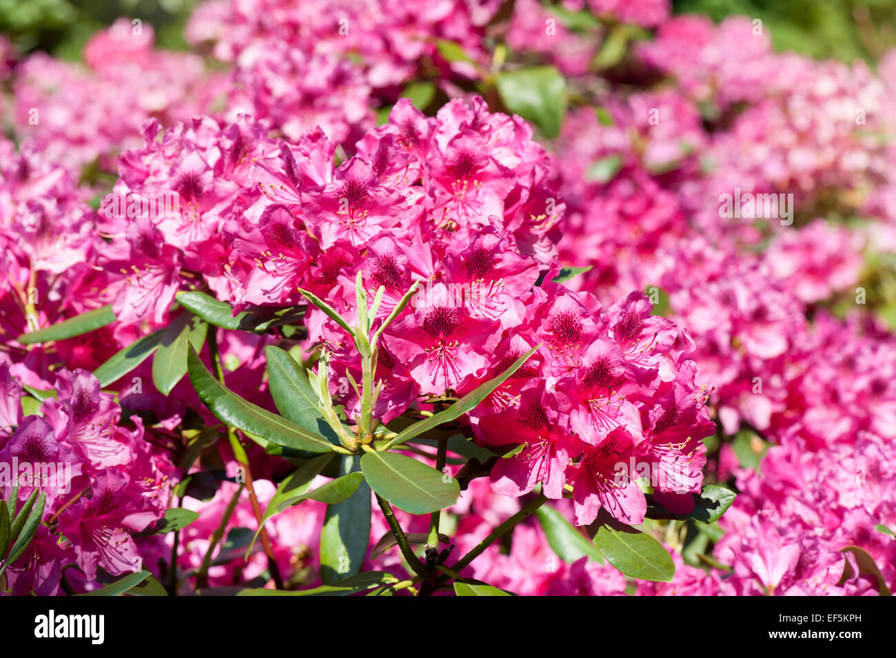 Rhododendron or Azalea blossoms bunch Stock Photo - Alamy
