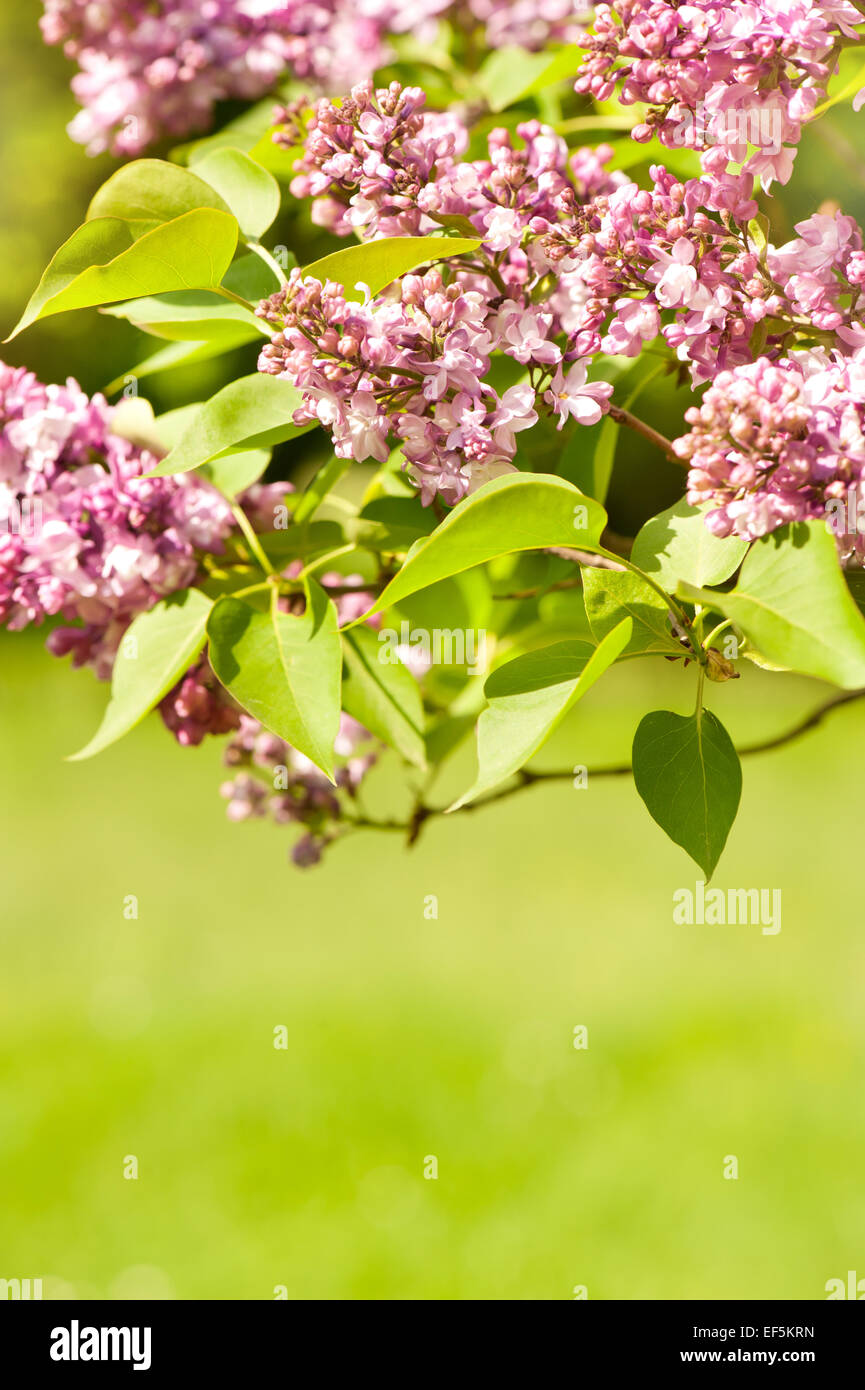 Bright pink flowering shrub hi-res stock photography and images - Alamy