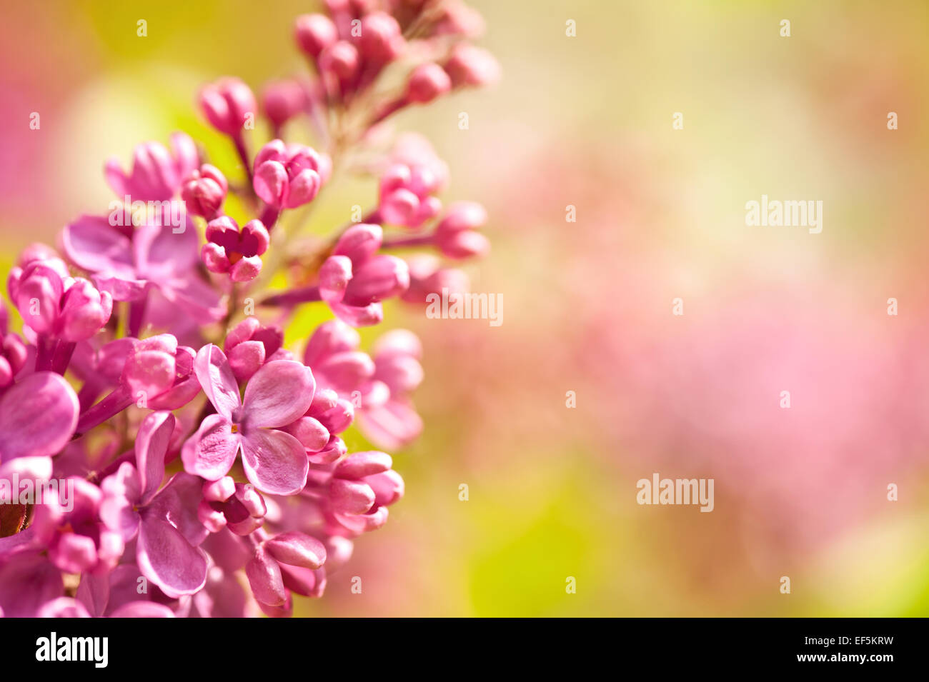 Lilac flowerets bloom bright pink inflorescence Stock Photo - Alamy