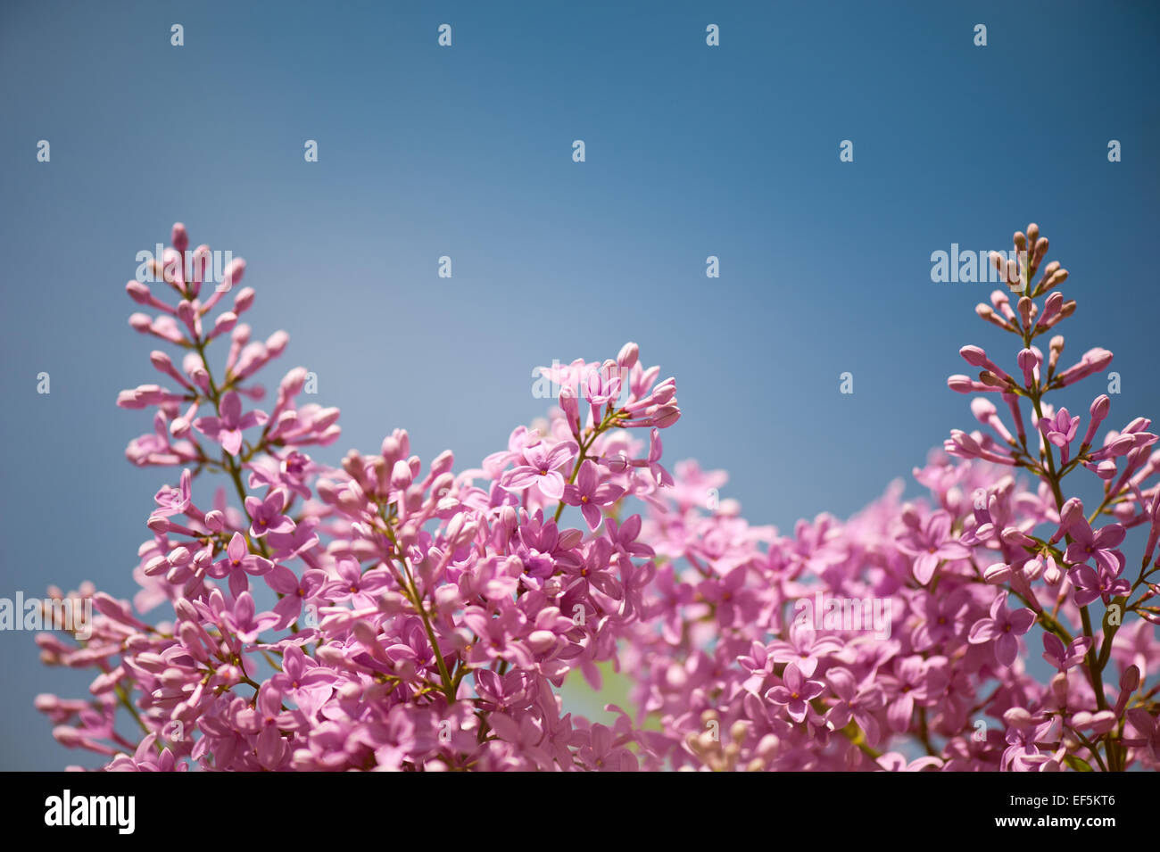 Lilac flowering bright pink inflorescence Stock Photo - Alamy