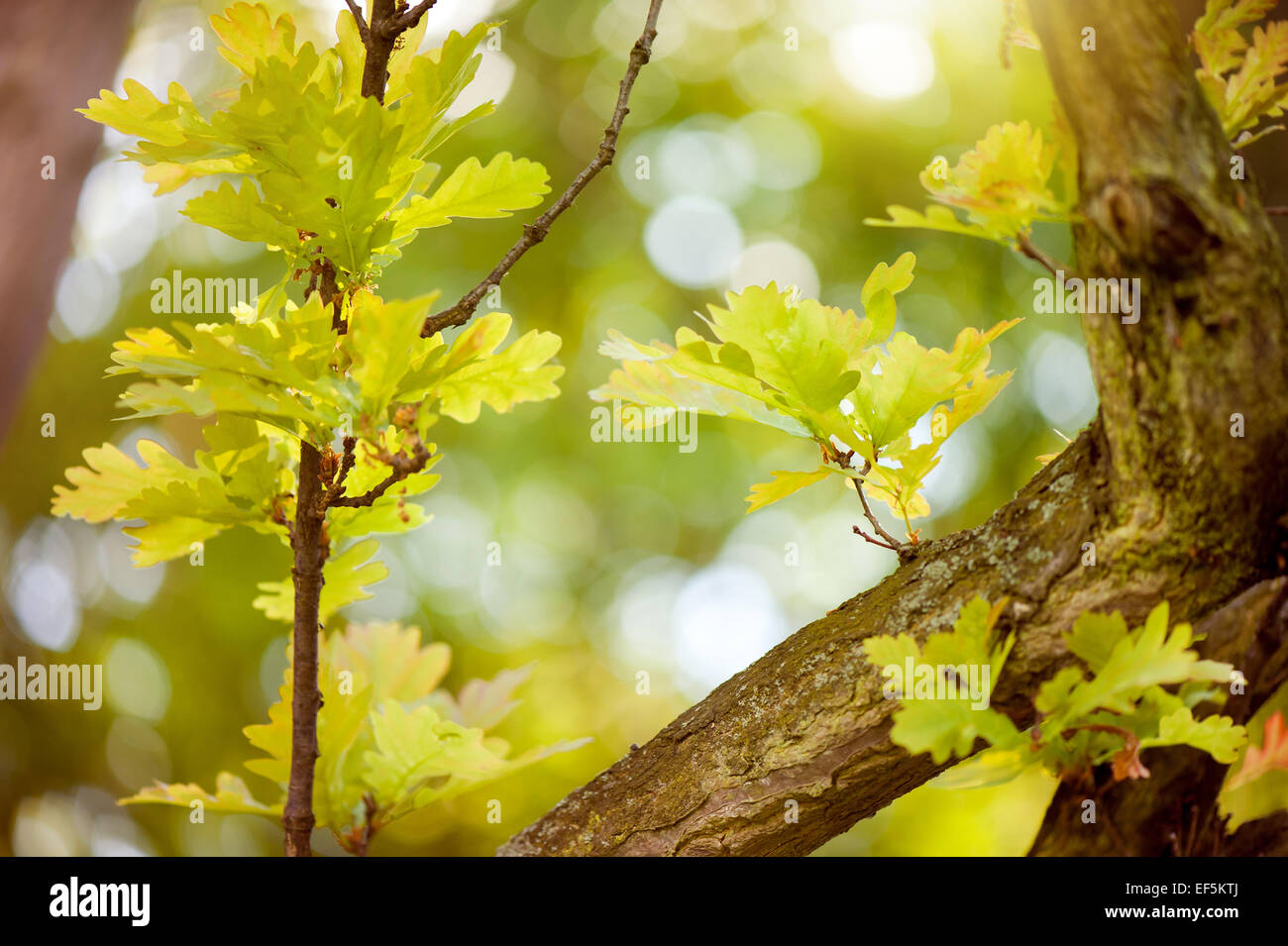 Oak fresh leaves grow in spring season Stock Photo - Alamy