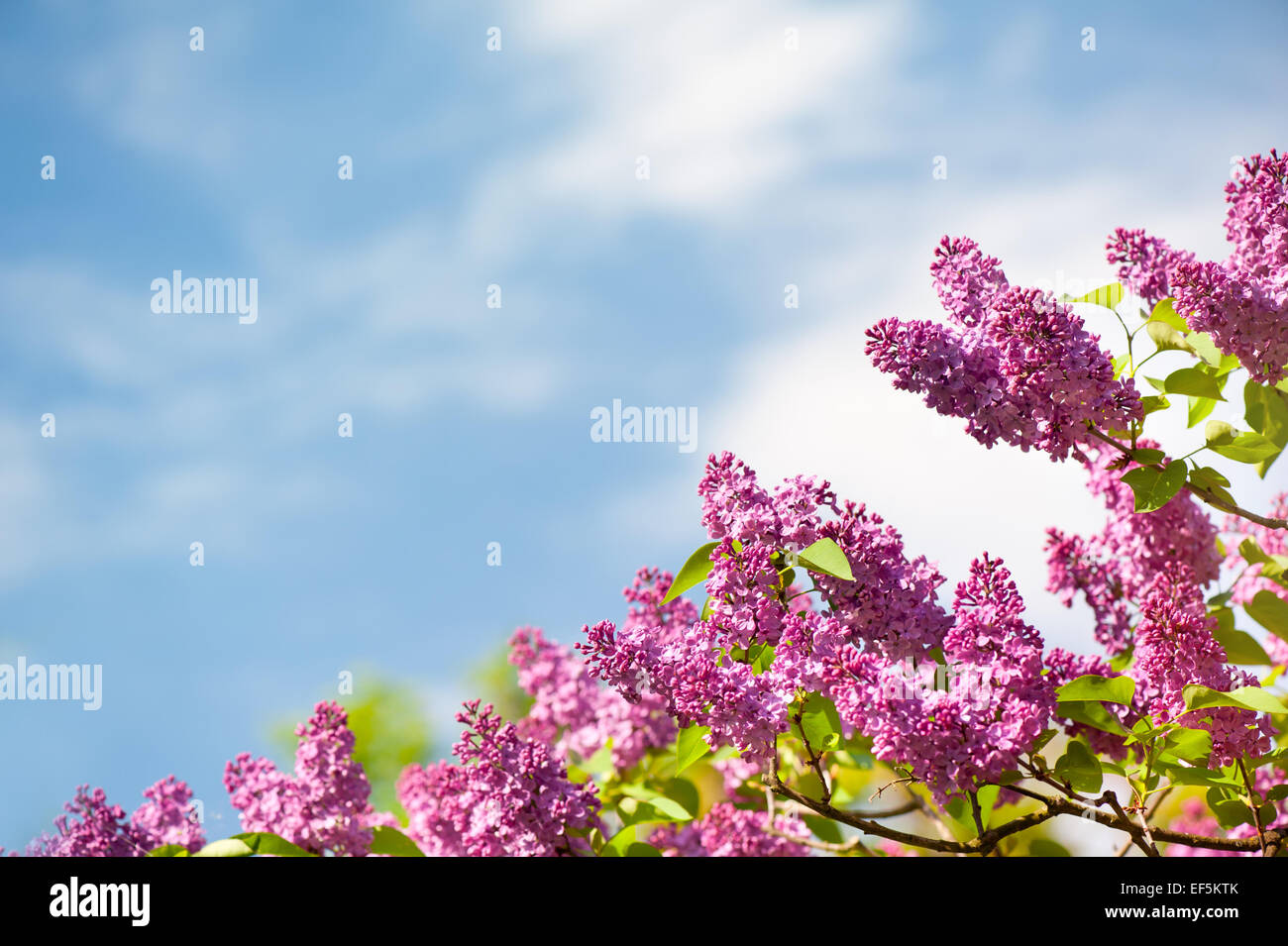 Lilac pink inflorescences grow in garden Stock Photo - Alamy