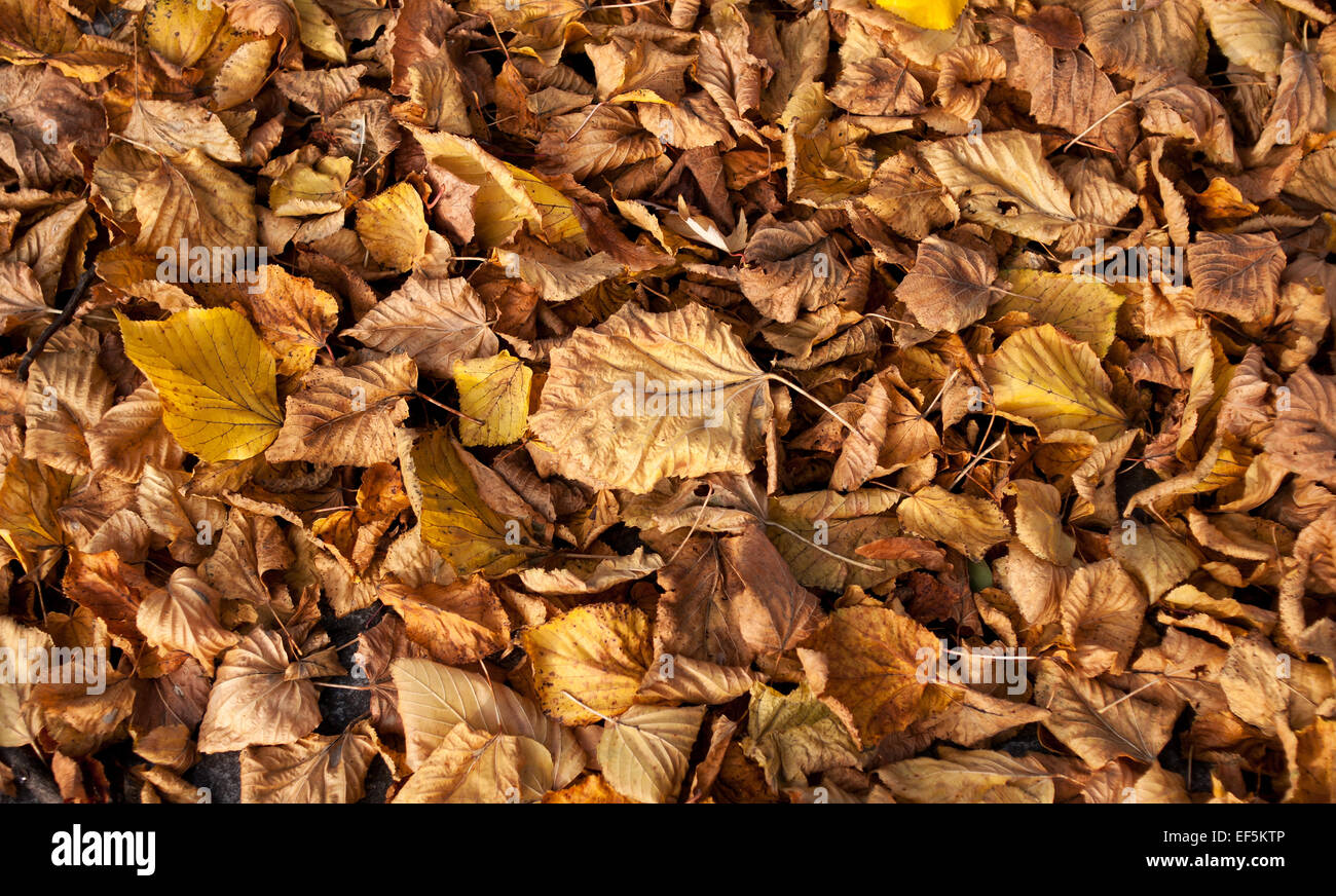 Old fallen Tilia leaves autumn season Stock Photo - Alamy