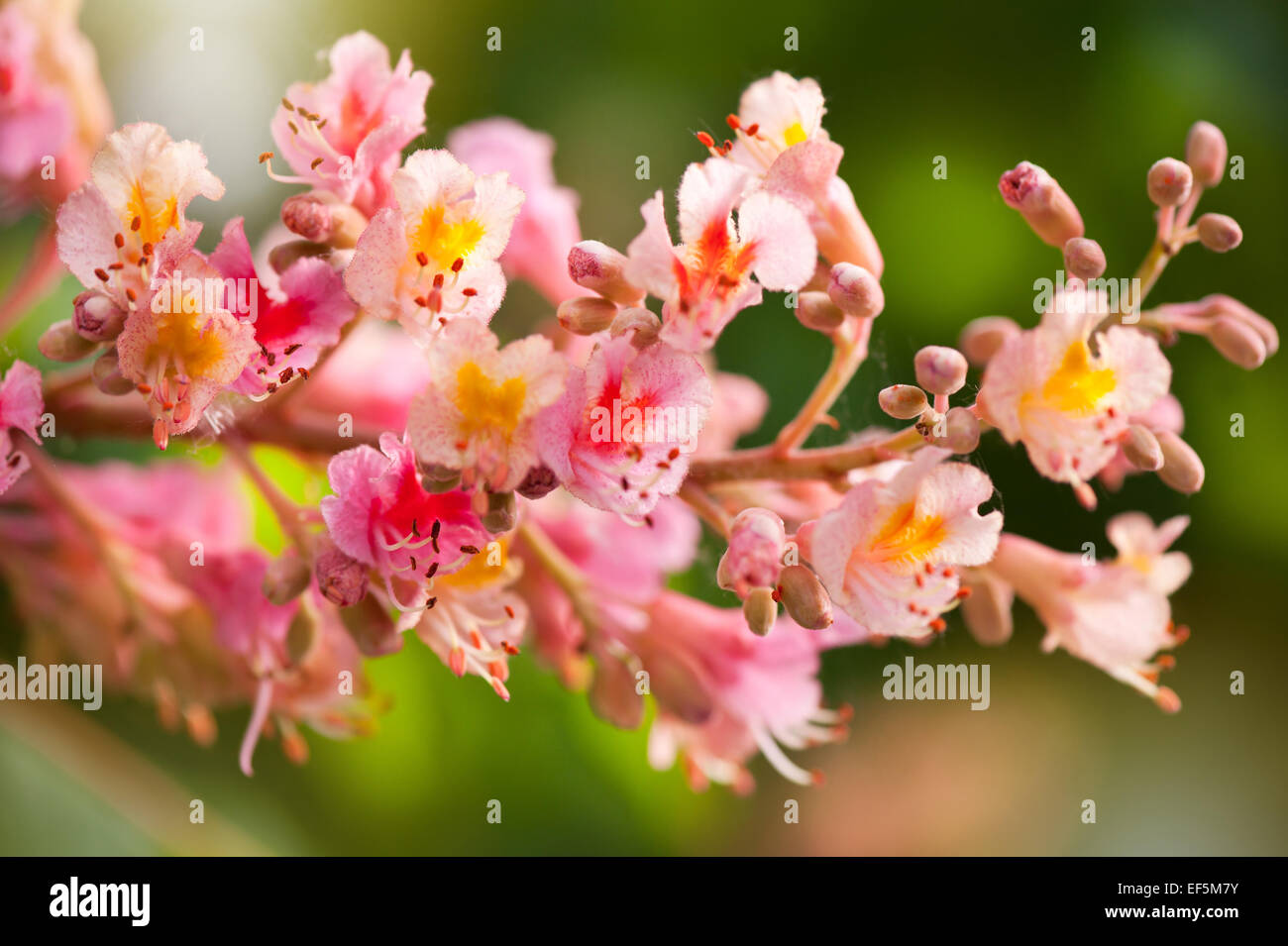 Red chestnut tree hi-res stock photography and images - Alamy