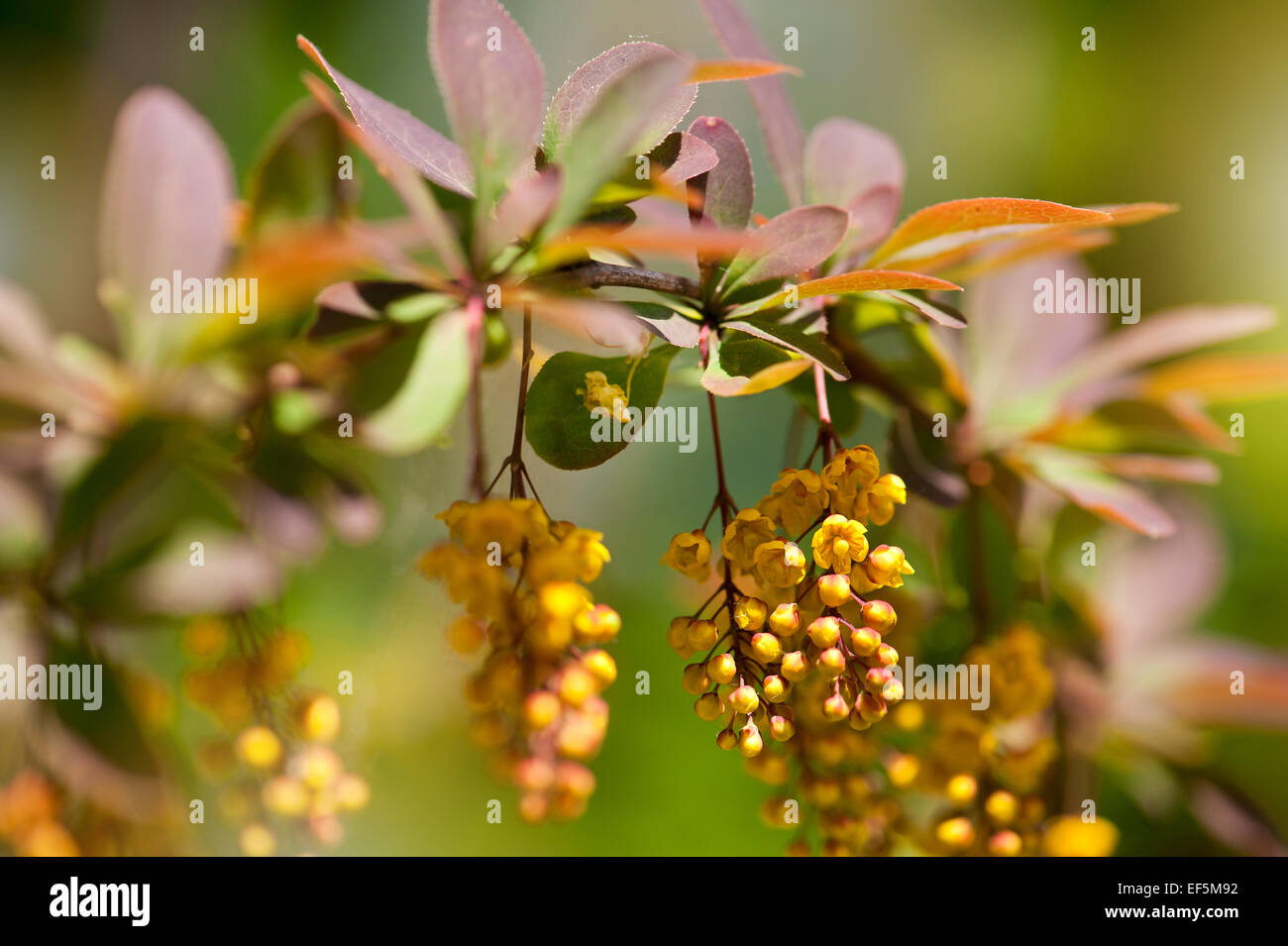 Berberis yellow blooming shrub grow Stock Photo - Alamy