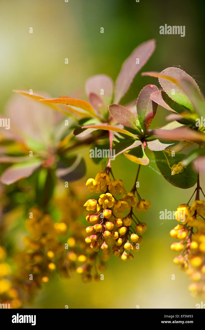 Berberis yellow blossoms detail Stock Photo - Alamy