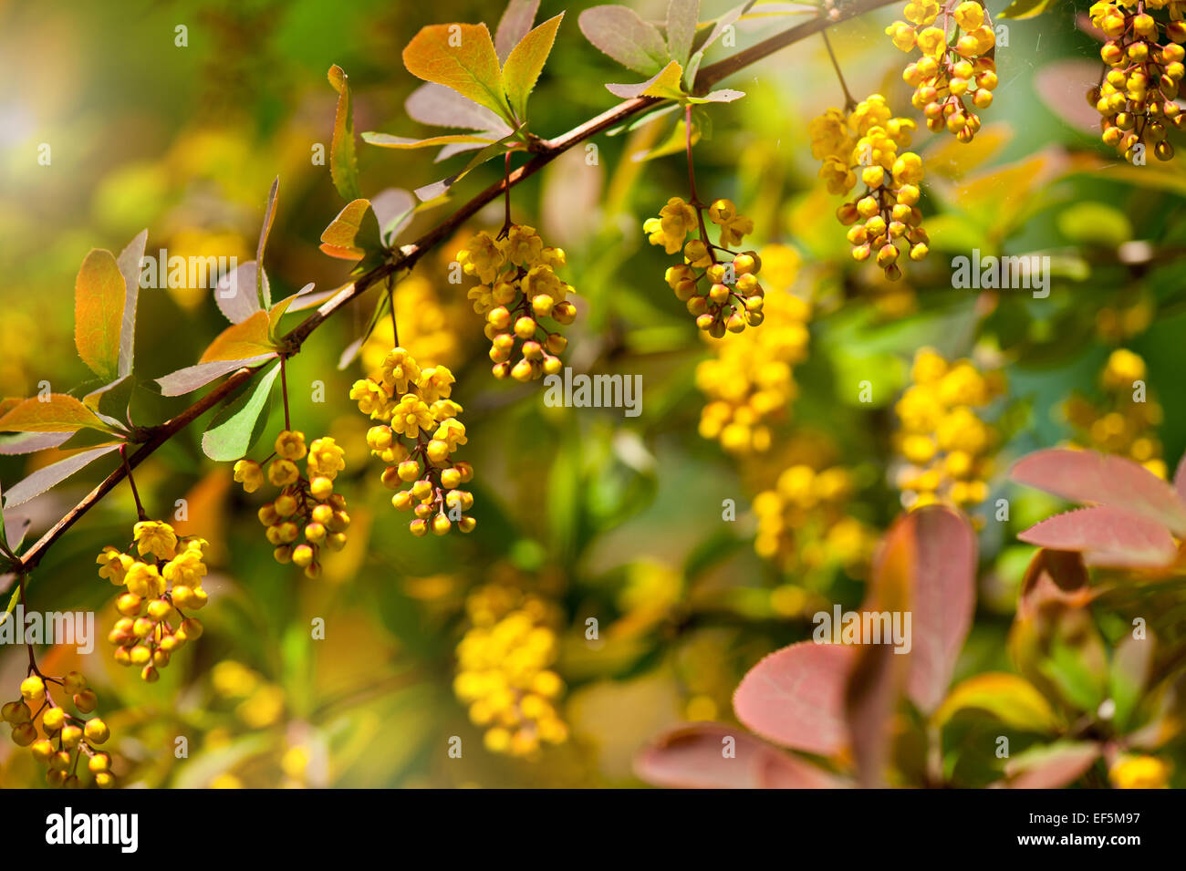 Berberis yellow flowering shrub grow Stock Photo - Alamy