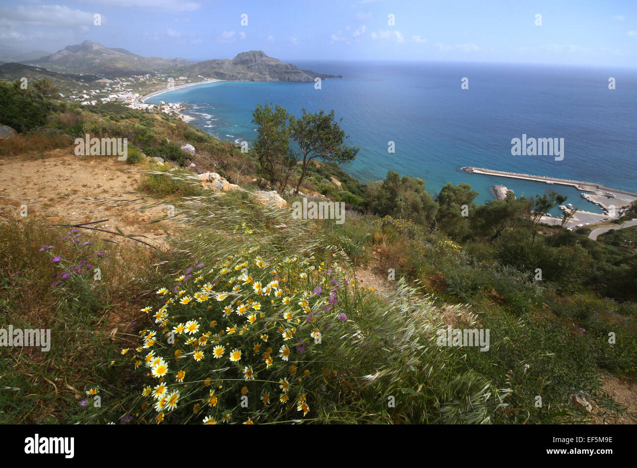 YELLOW DAISIES BAY BEACH & MEDITERRANEAN PLAKIAS CRETE GREECE 29 April ...