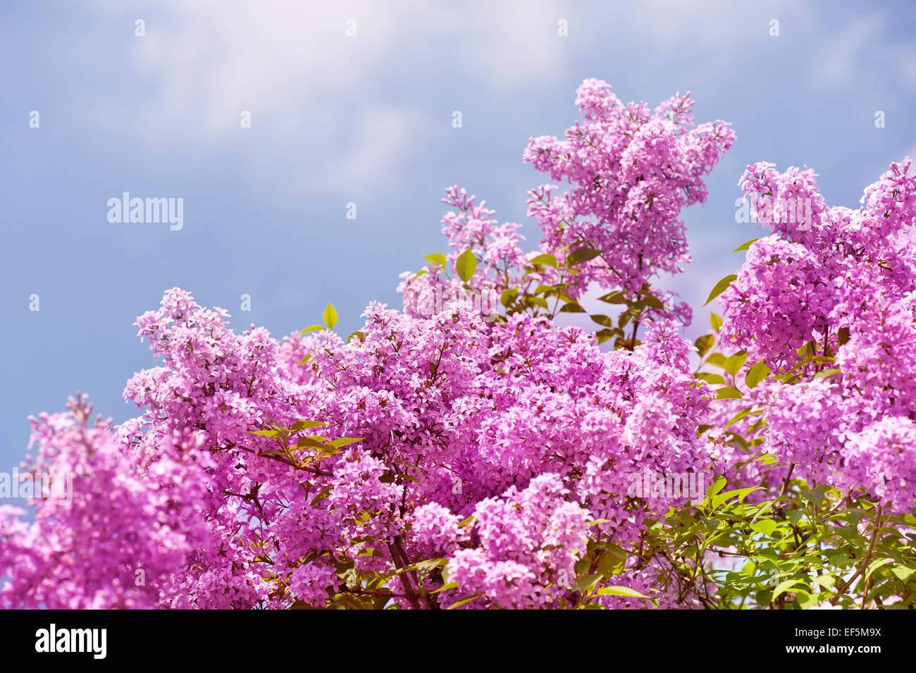 Bright pink flowering shrub hi-res stock photography and images - Alamy