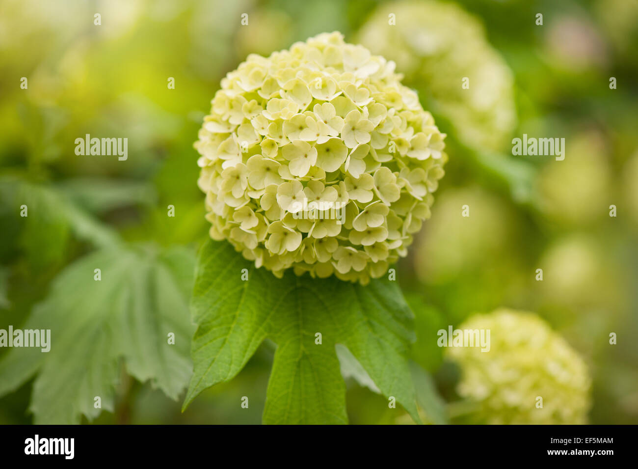 Viburnum opulus Roseum inflorescence Stock Photo - Alamy