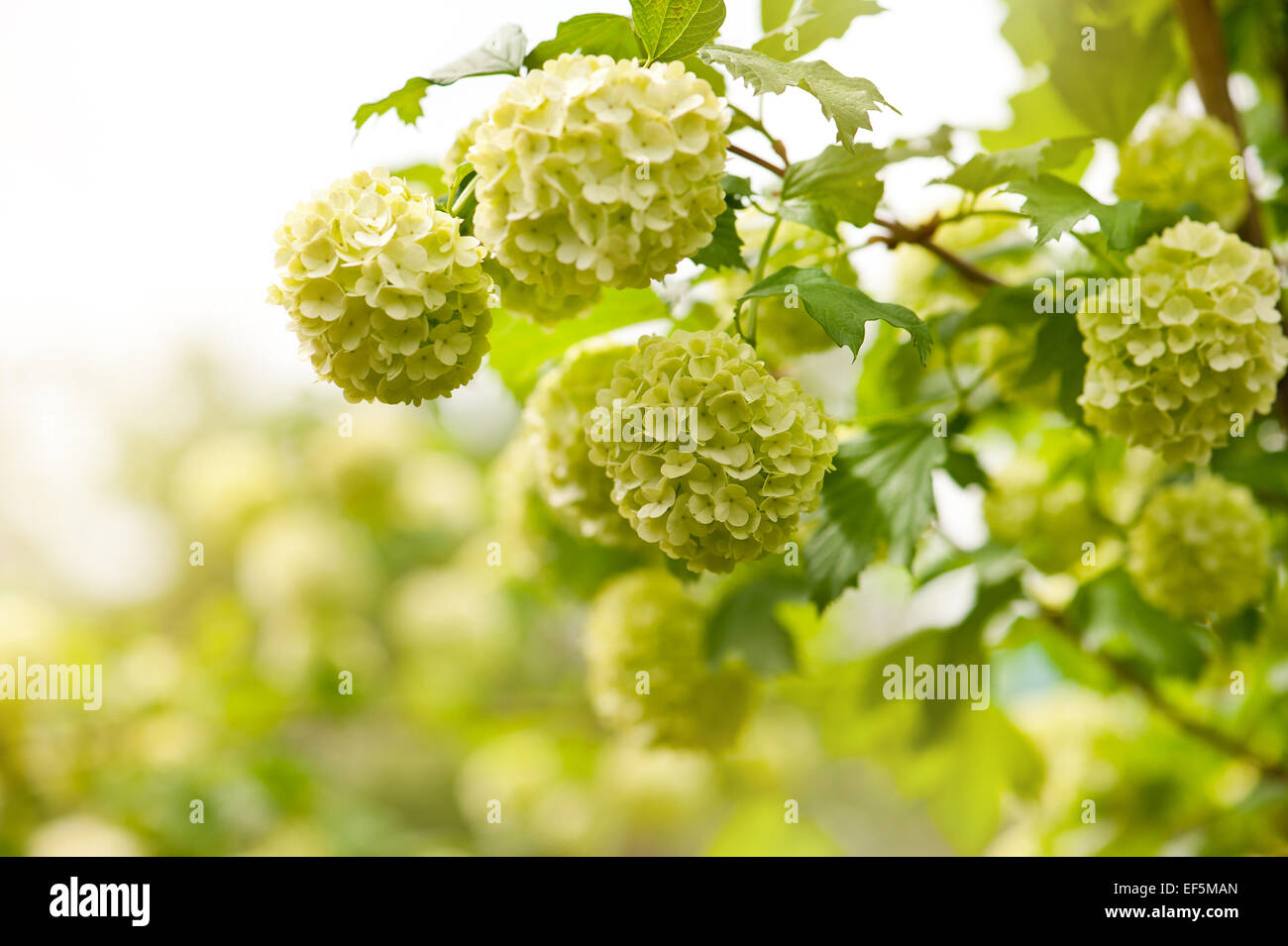 Viburnum opulus Roseum flowers Stock Photo - Alamy