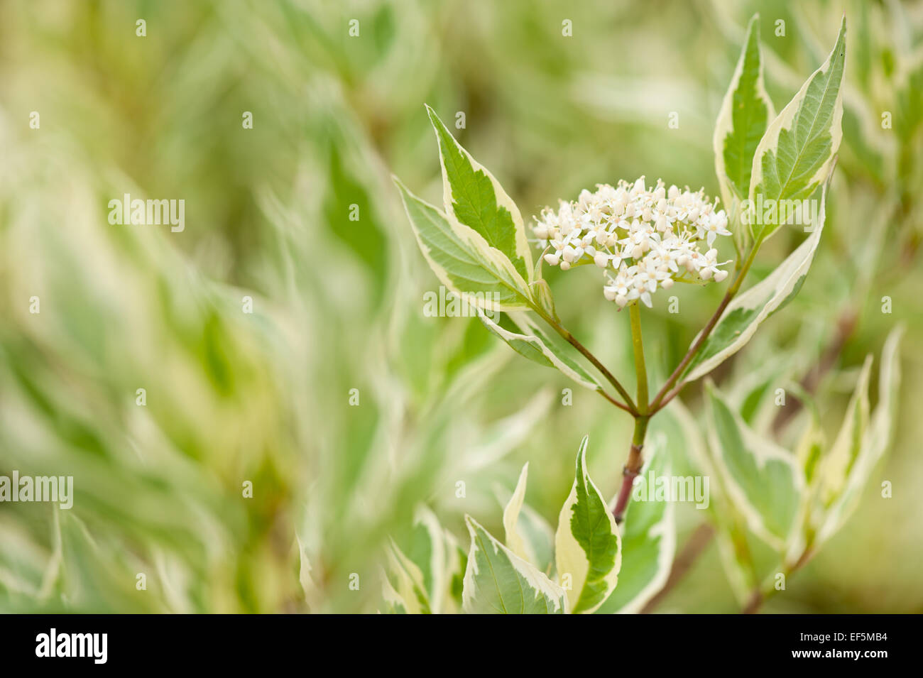 Cornus alba hi-res stock photography and images - Alamy