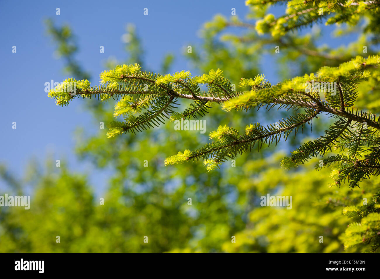 Fresh new shoots hi-res stock photography and images - Alamy