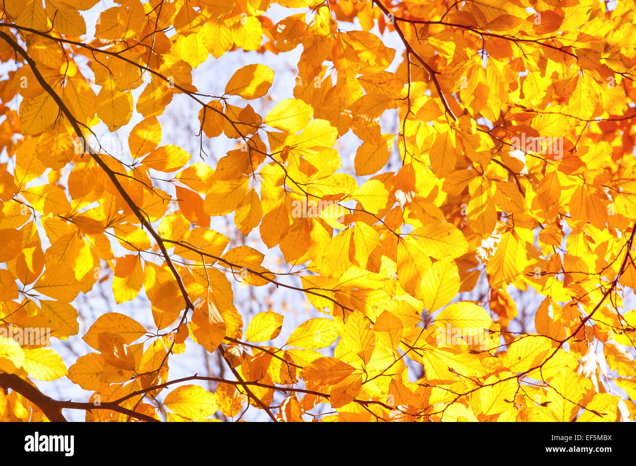 Yellow leaf leaf beech hi-res stock photography and images - Alamy