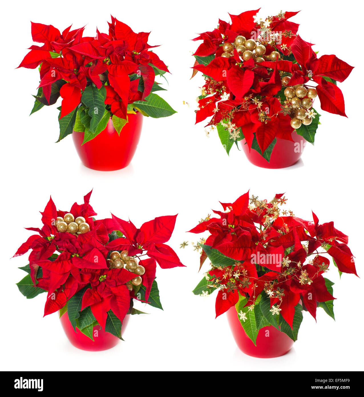 Poinsettia. Red christmas flower with golden decoration on white ...
