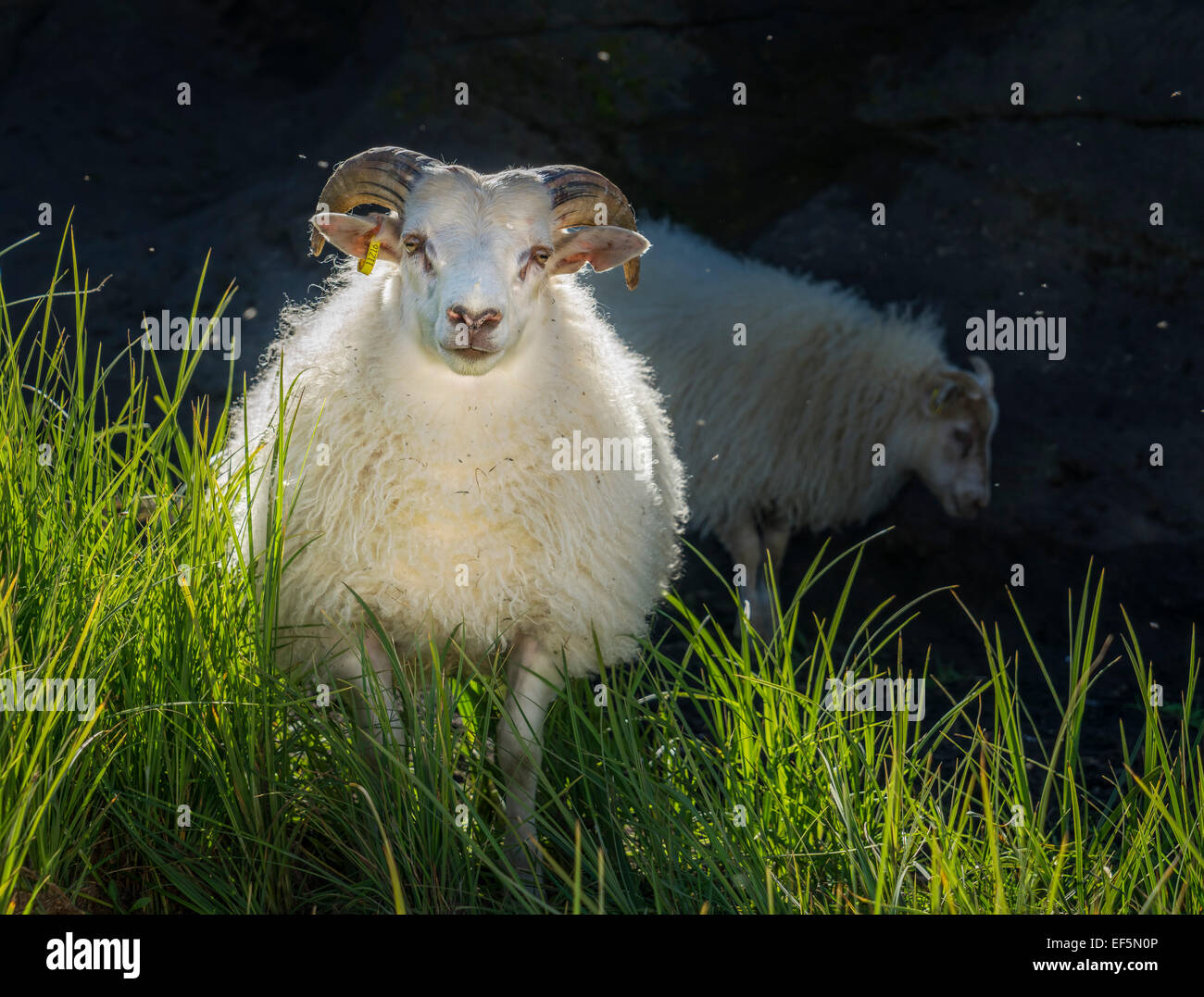 Icelandic sheep hi-res stock photography and images - Alamy