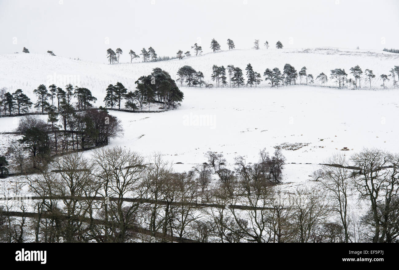 Field and trees in the winter snow. Peebleshire. Scotland Stock Photo ...