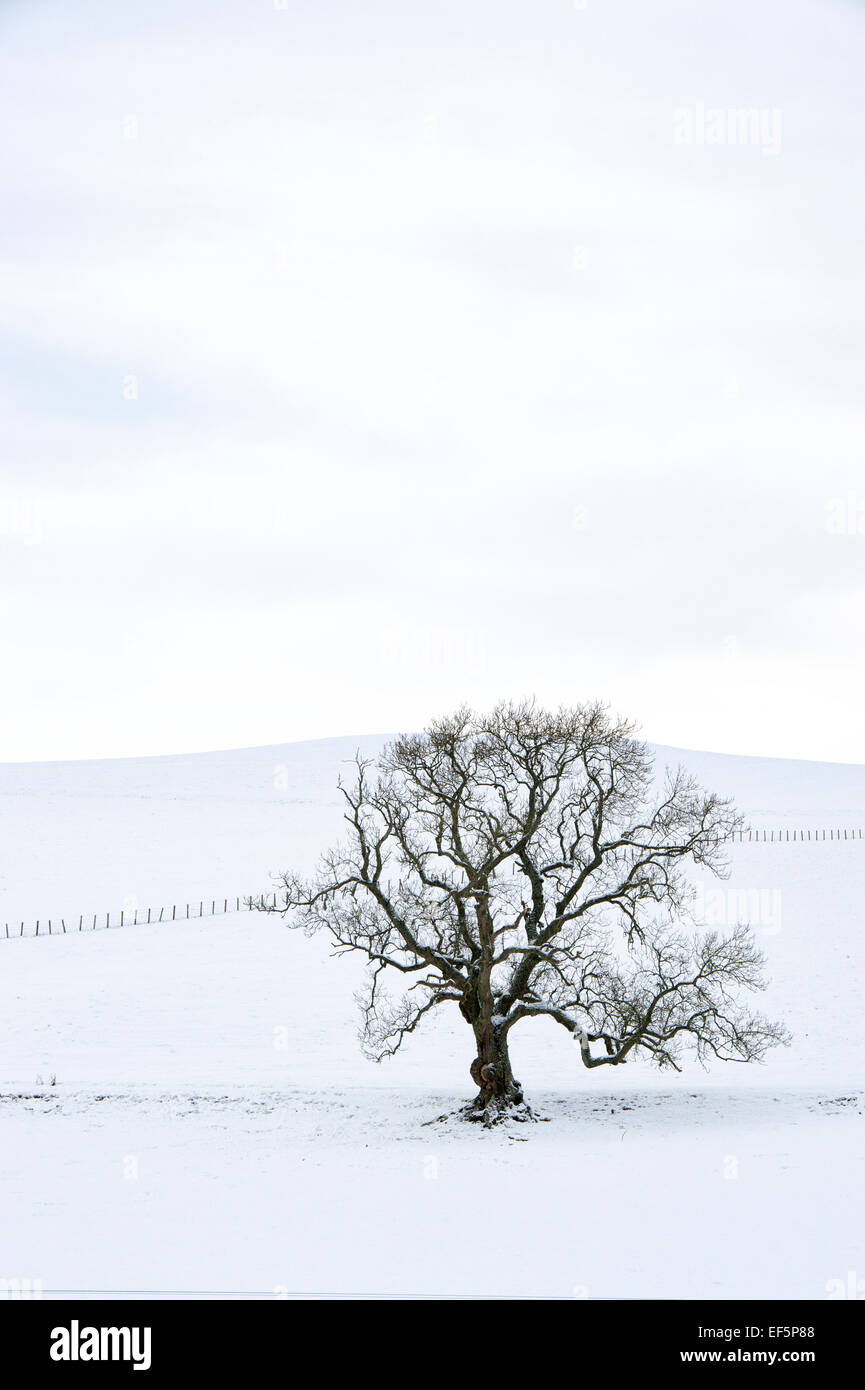 Scottish oak tree hi-res stock photography and images - Alamy