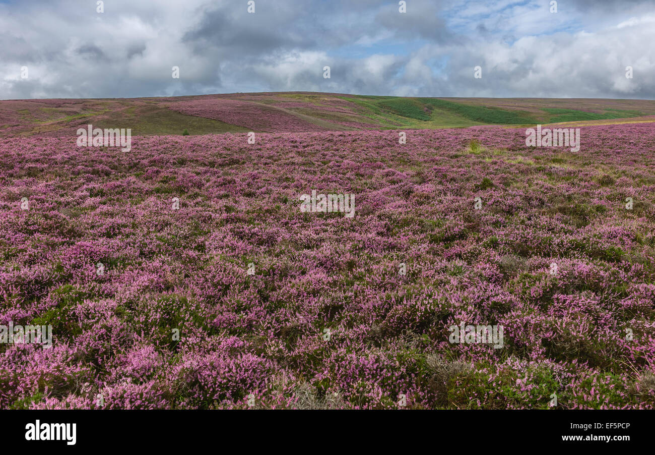 Heather in bloom over the undulating landscape of the North York Moors ...