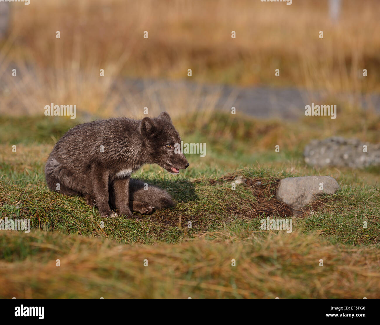 Portrait of Arctic Fox, Alopex lagopus, Iceland Stock Photo - Alamy