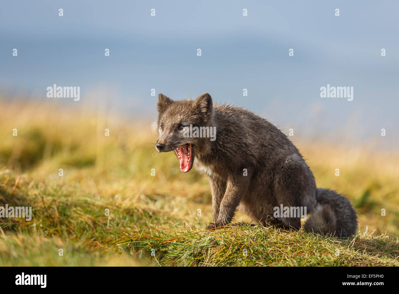 Portrait of Arctic Fox, Alopex lagopus, Iceland Stock Photo - Alamy