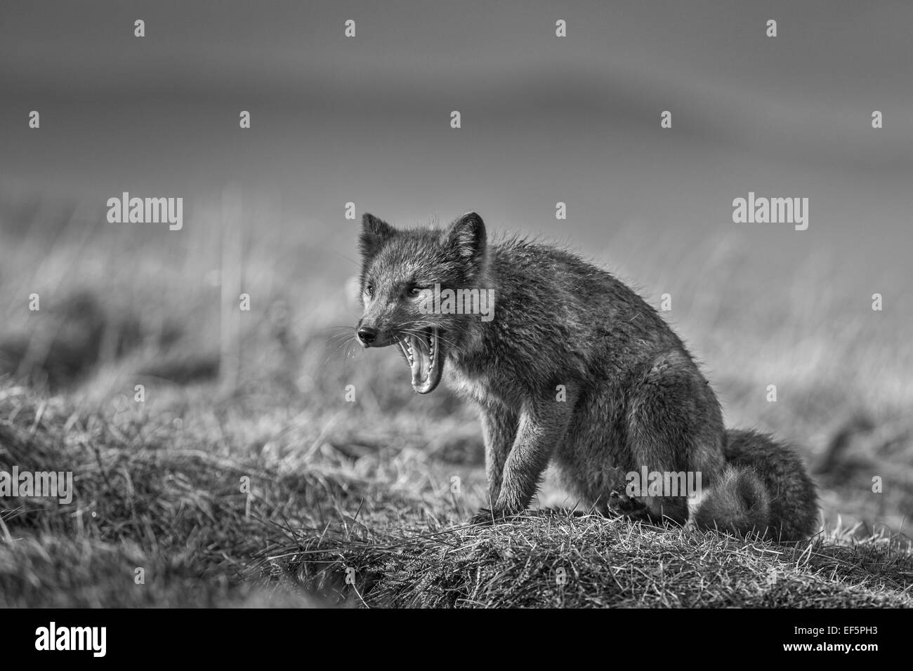 Portrait of Arctic Fox, Alopex lagopus, Iceland Stock Photo - Alamy