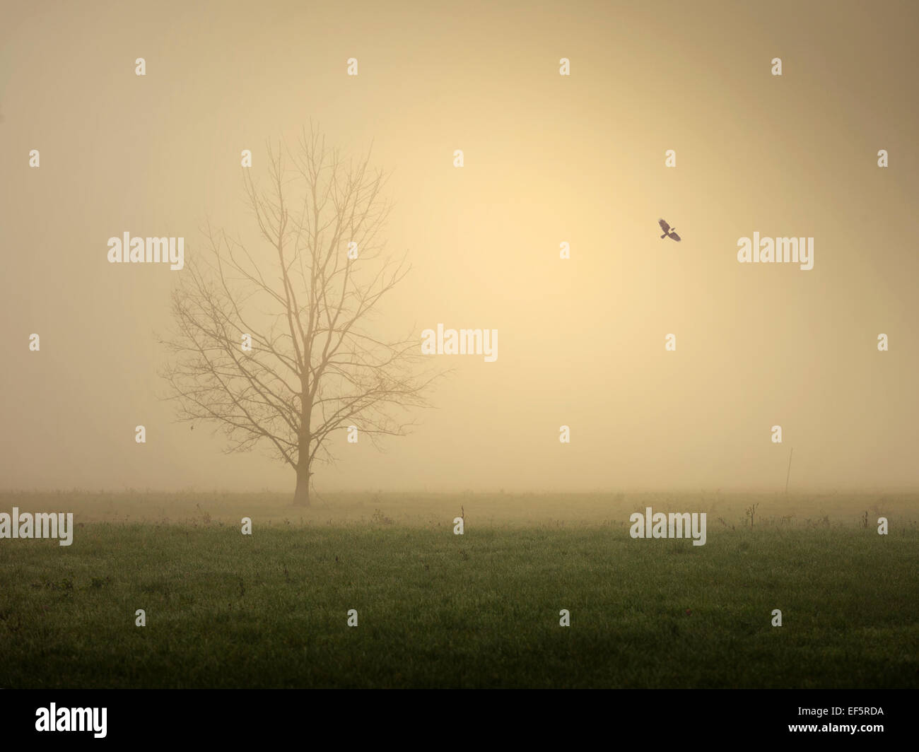 Bird in flight illustration hi-res stock photography and images - Alamy