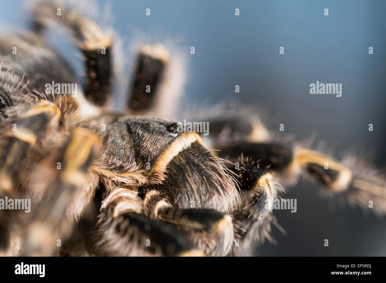 Wildlife : Chaco golden knee tarantula – "Grammostola pulchripes Stock ...