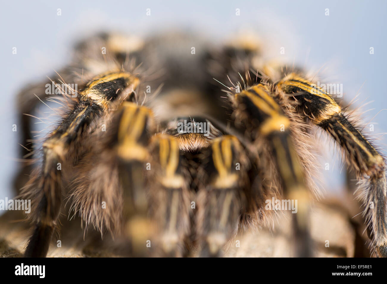 Wildlife : Chaco golden knee tarantula – "Grammostola pulchripes Stock ...