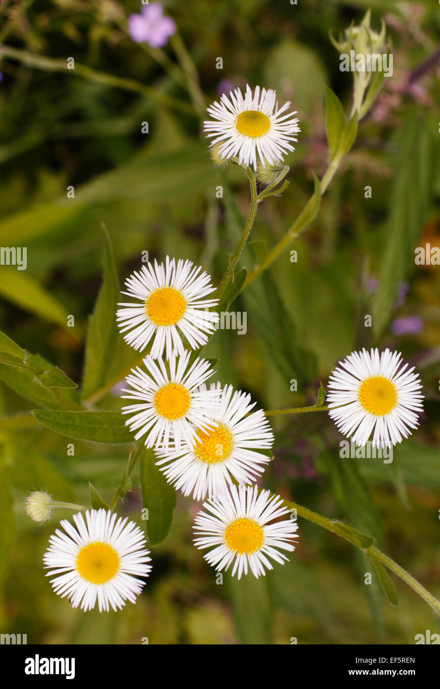 Chamomile daisy flower hi-res stock photography and images - Alamy