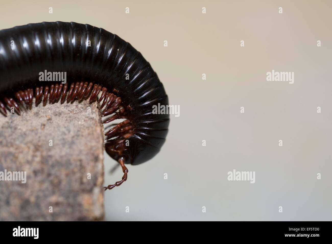 Archispirostreptus Gigas High Resolution Stock Photography and Images ...