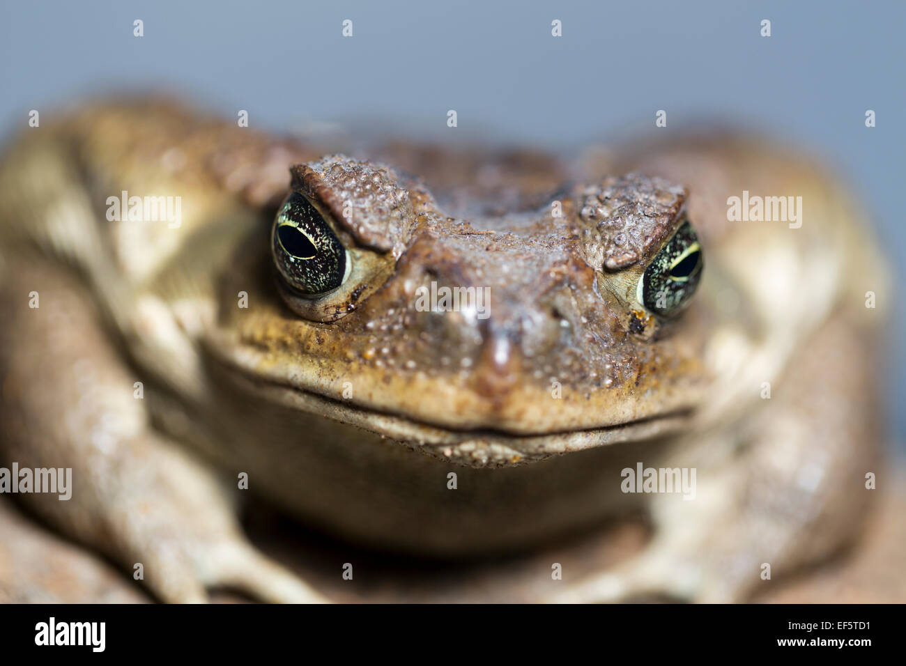Wildlife : Cane toad – (Rhinella marina) formerly (Bufo marinus Stock ...