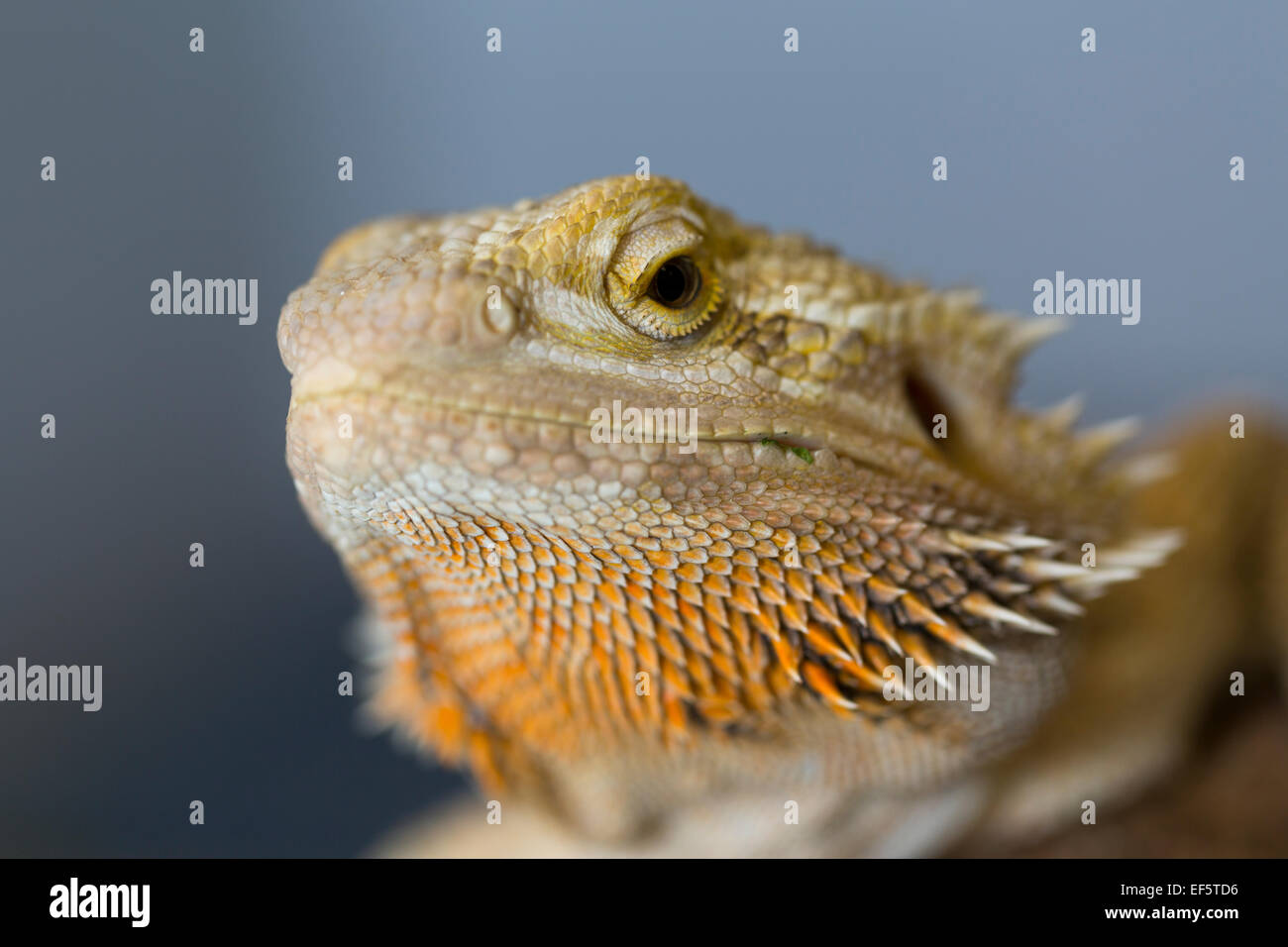 Wildlife : Bearded dragon – "Pogona vitticeps Stock Photo - Alamy