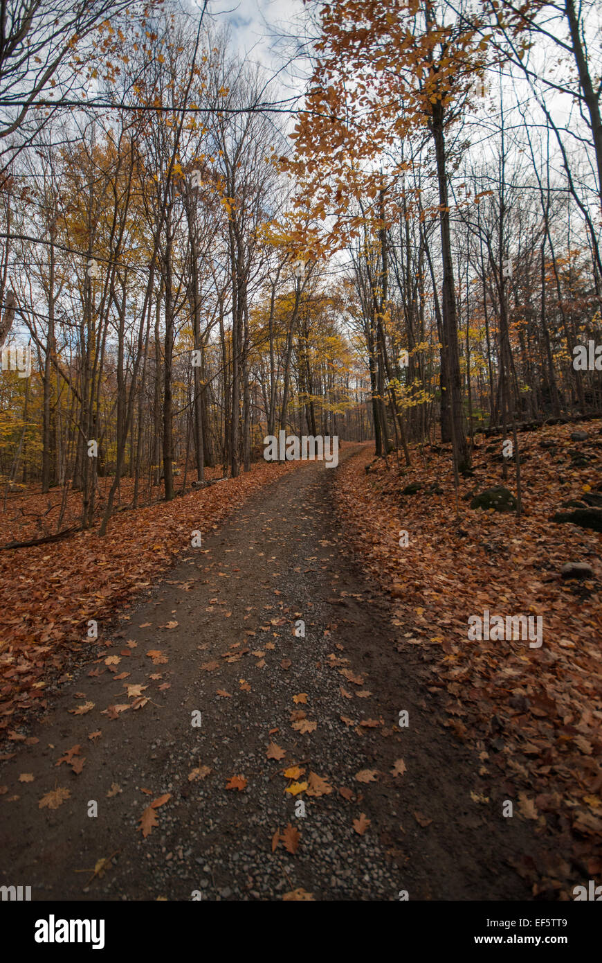 path and trees in the woods Stock Photo - Alamy