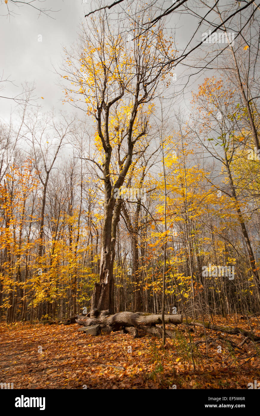 Trees in the woods Stock Photo - Alamy