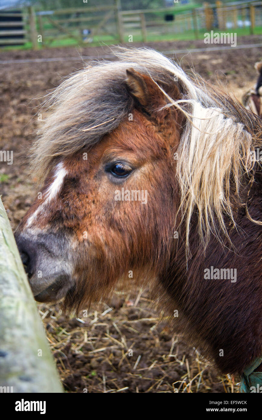Brown shetland pony with a whte mane near a fence on farm grazing land ...