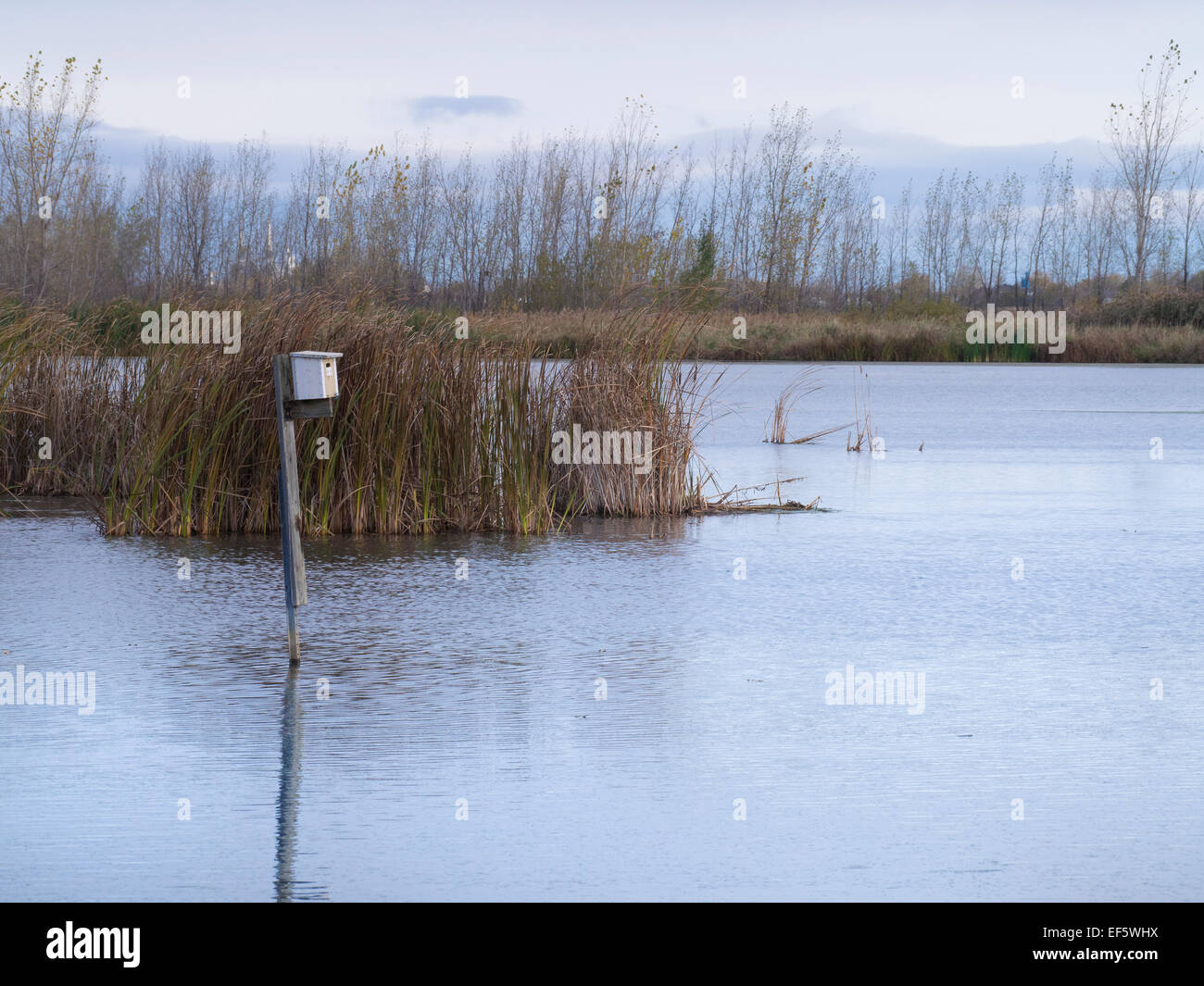 lake with bird house Stock Photo - Alamy