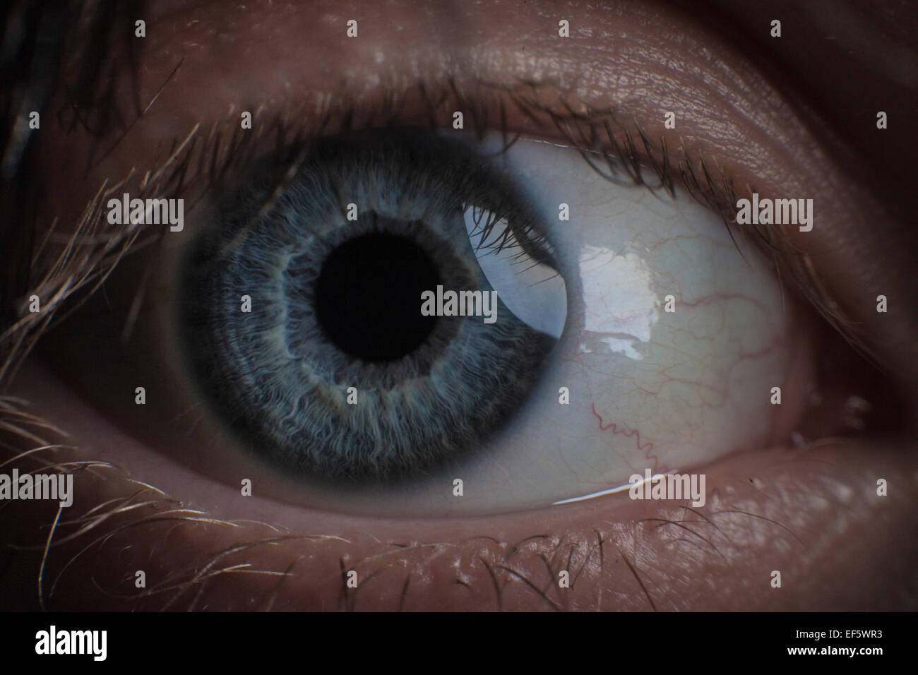 An extreme close up of a blue eye Stock Photo - Alamy