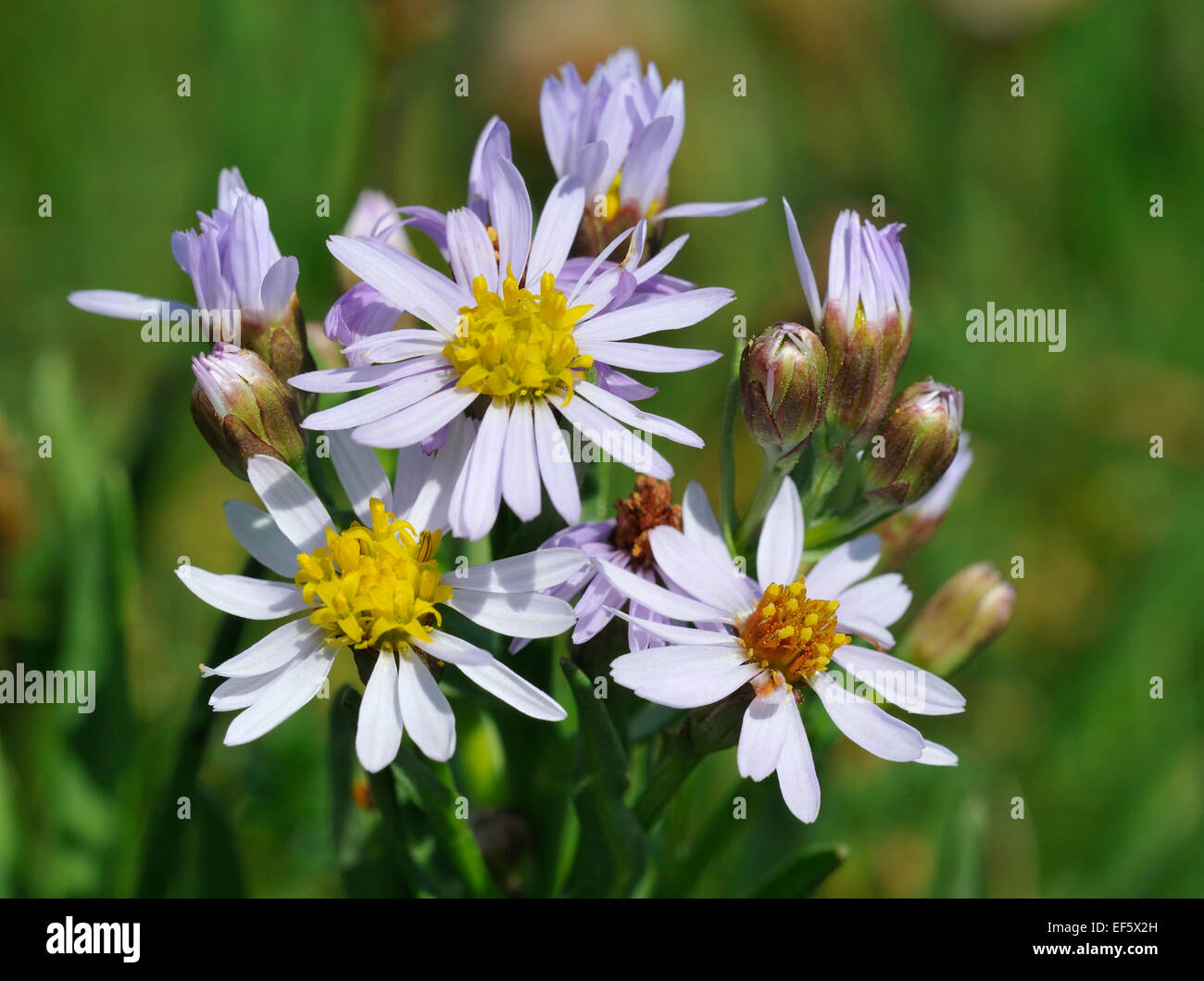 Salt Marsh Plant Stock Photos & Salt Marsh Plant Stock Images - Alamy